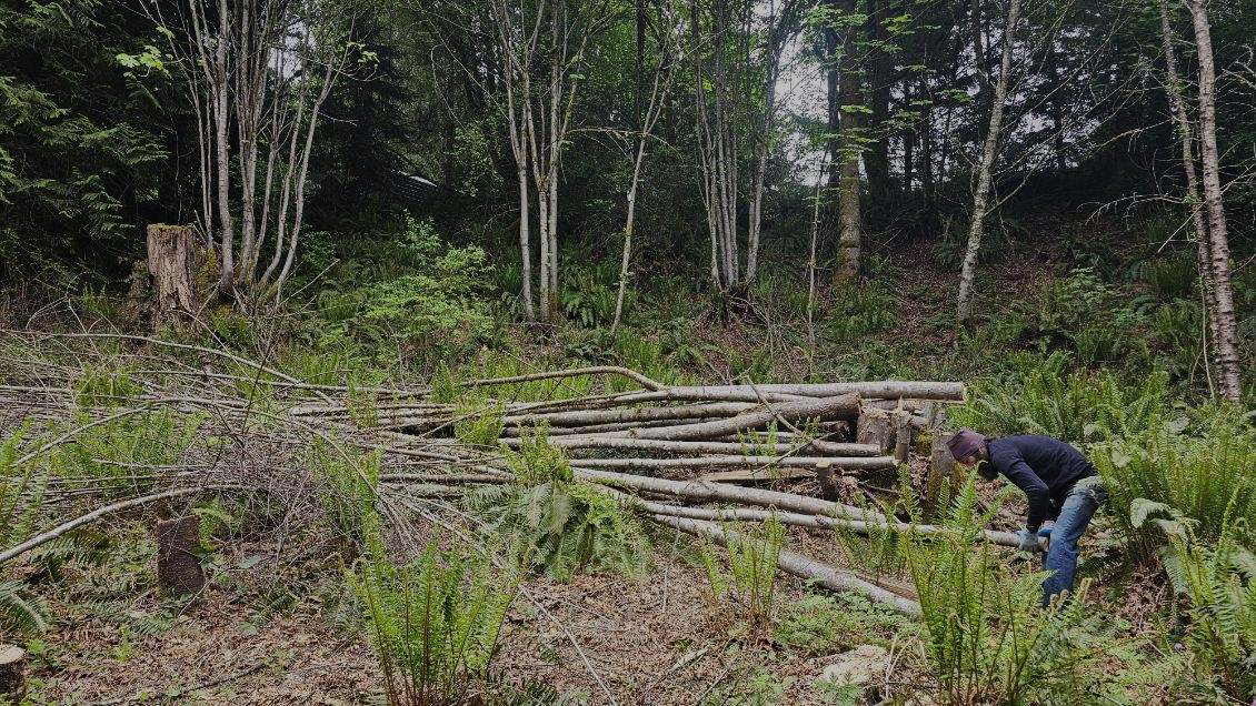 Kitsap County Tree Experts - Alpha Tree Services